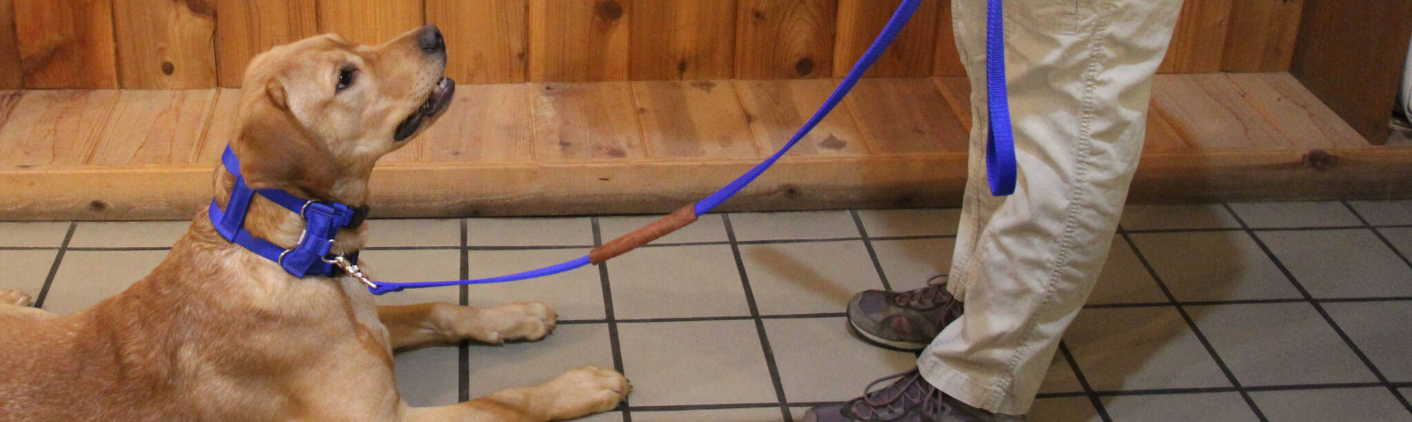 Dog Boot Camp | Misty Pines Pet Company